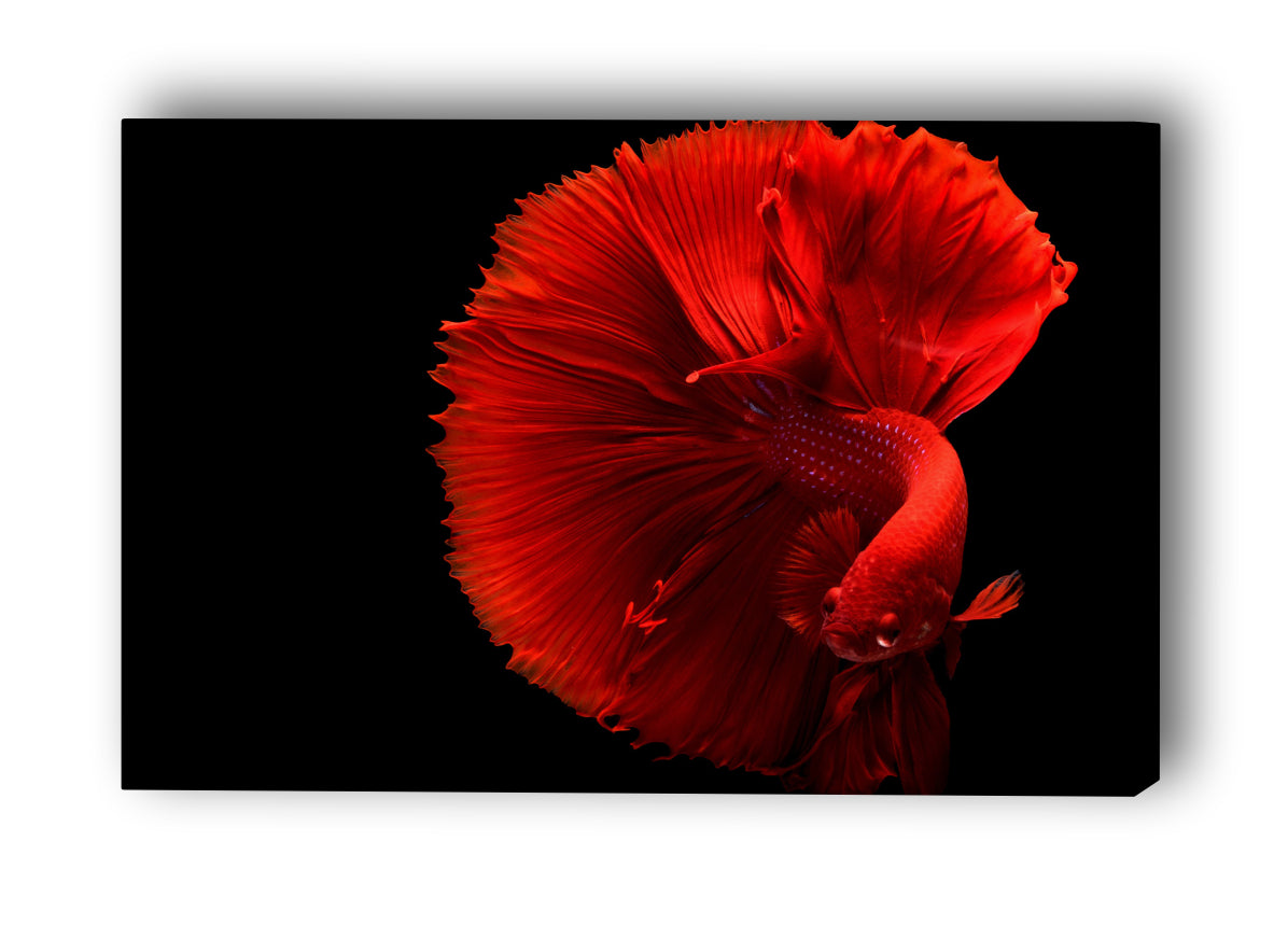 Betta rojo