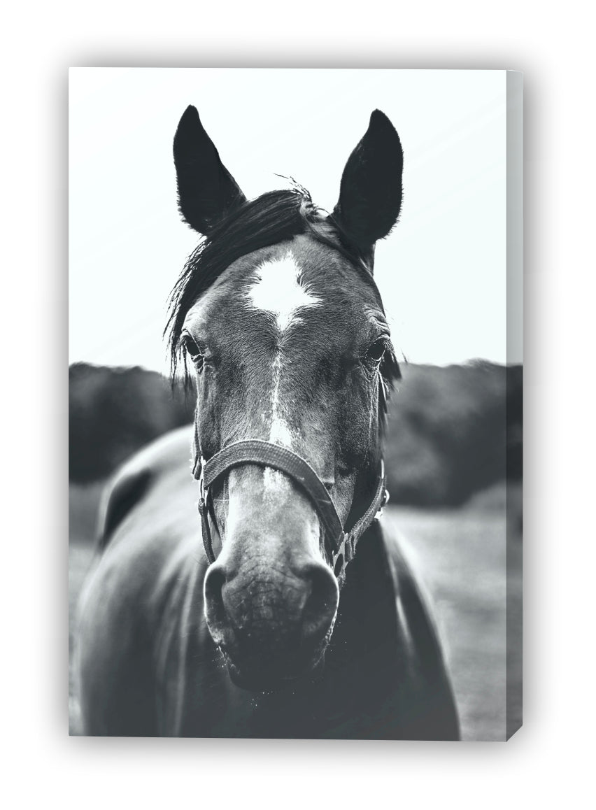Caballo de frente